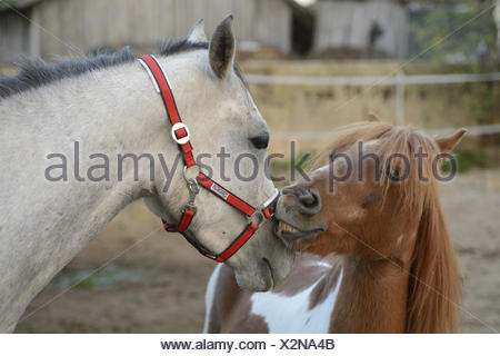 Quarab Horse stallion Stock Photo - Alamy