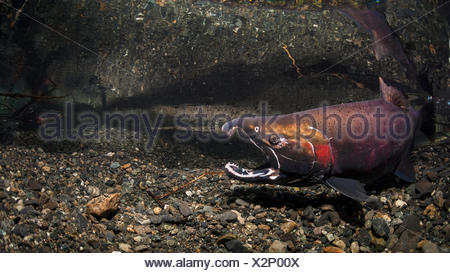 Underwater view of male Coho Salmon displaying the gaping behavior to ...