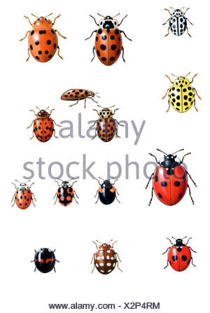 Illustration of British native ladybirds. From top left to right Stock ...