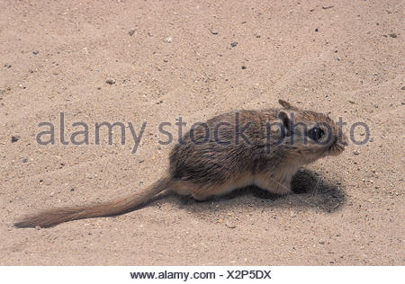 North African Gerbil, gerbillus campestris, Adult Stock Photo ...