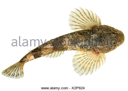 Bullhead (Cottus gobio) Europe Stock Photo: 71417485 - Alamy