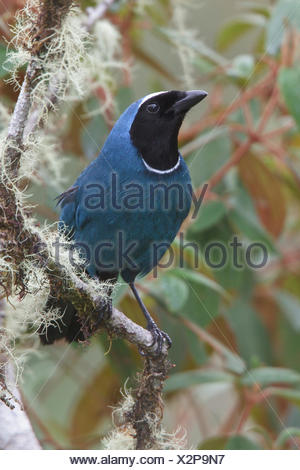 White-collared Jay (Cyanolyca viridicyana) perched on a branch in Stock ...