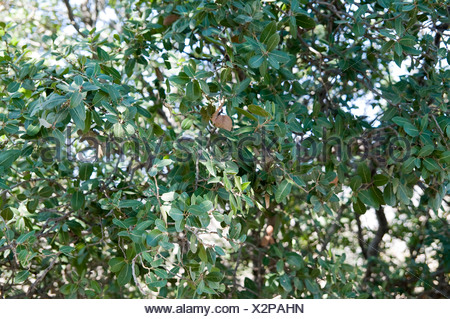 The Golan Heights Kermes Oak Quercus calliprinos on Mount Betarim the ...