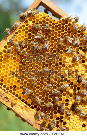 Nurse bees in a brood showing three stages of development of the bee ...