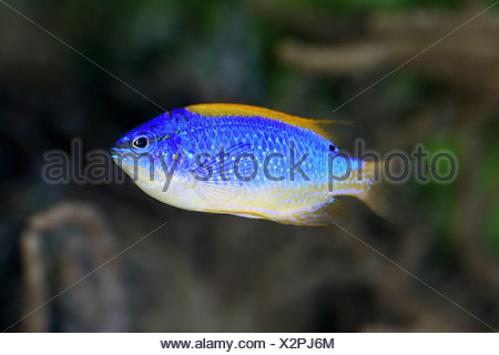 South Seas Devil Damsel, Fiji Blue Devil Damselfish, Blue Star Damsel ...
