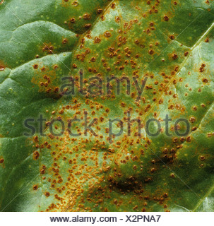 Sugar beet rust Uromyces betae pustules on sugat beet leaf underside ...