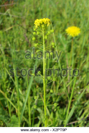Ball Mustard, Neslia paniculata, Brassicaceae (Cruciferae Stock Photo ...