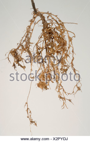 Pea roots with galls caused by root knot nematode Meloidogyne hapla ...