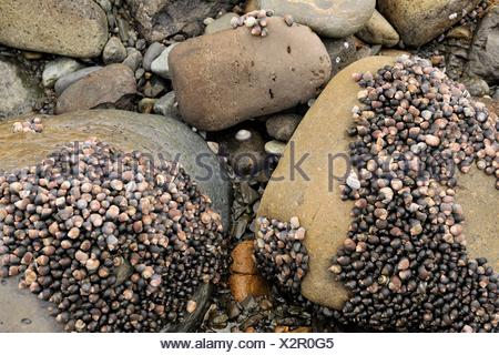 Northern striped dogwinkle (Nucella ostrina) clinging to rocks in the ...