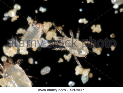 A predatory mite Amblyseius andersoni attacking a food mite Acarus siro ...