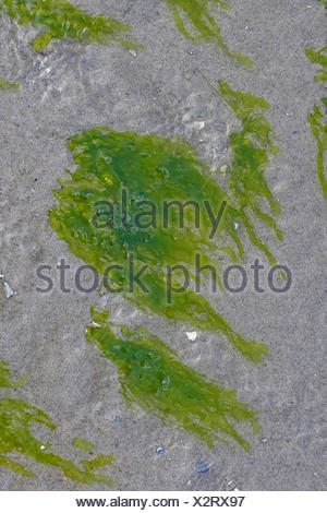 Gutweed (Ulva intestinalis / Enteromorpha intestinalis), sea lettuce ...