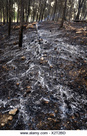 smoke and smouldering ashes after a pine tree Forest fire was put out ...