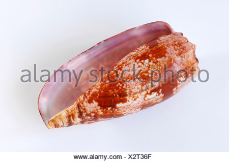 Poisonous Geography Cone Shell (Conus geographus) with toxic Stock ...