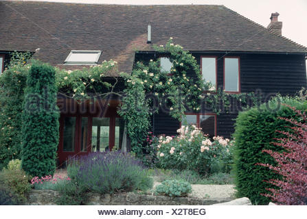 Climbing rose on a barn conversion with lavender and shrub roses and ...