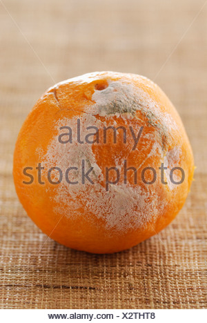 Rotten orange with mold Stock Photo: 135941059 - Alamy