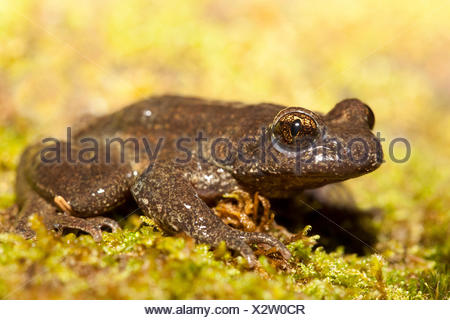 A coastal tailed frog (Ascaphus truei) rests on a rock in Redwood Creek ...