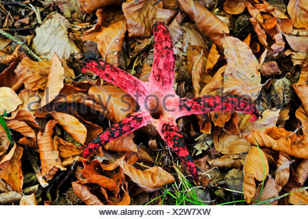 Devil's fingers, Devil's claw fungus, Giant stink horn, Octopus Stock ...
