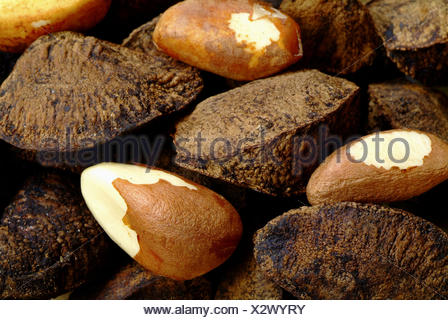 Brazil nut (Bertholletia excelsa) seeds in shell, native to South Stock ...