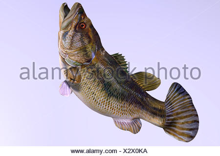 a school of largemouth bass fish Stock Photo: 102224919 - Alamy