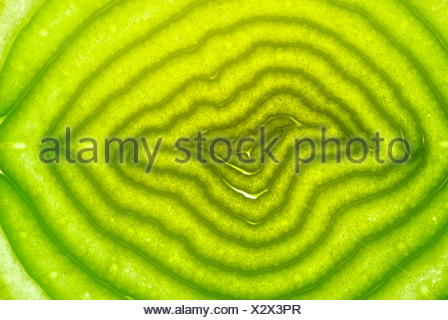 Cross-section of a leek Stock Photo - Alamy