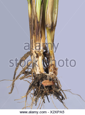 Fusarium foot rot or dryland footrot Fusarium graminearum symptoms on ...