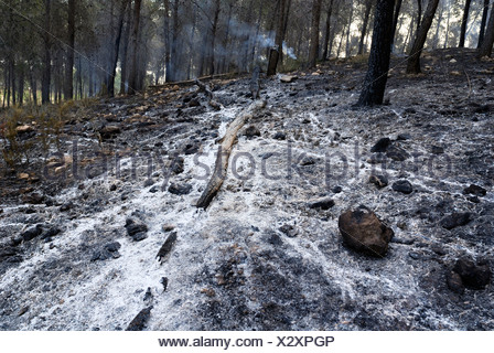 smoke and smouldering ashes after a pine tree Forest fire was put out ...