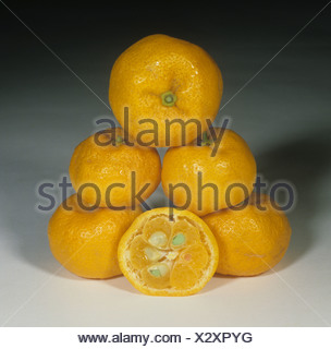 Whole citrus rootstock fruit cleopatra mandarin Citrus reshni Stock ...