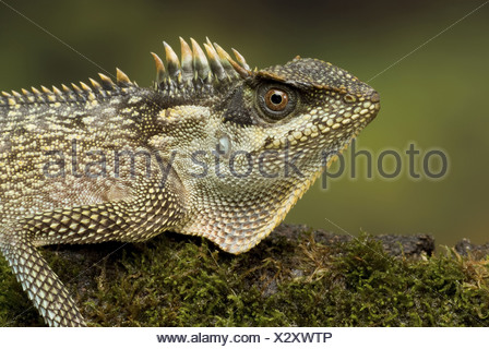 Mountain horned dragon, or Pricklenape agama (Acanthosaura Stock Photo ...