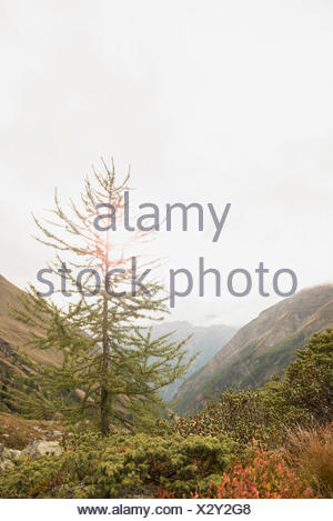 Larch tree on mountain, Austrian Alps, Zirmsee, Carinthia, Austria ...