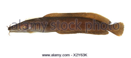 Shore Rockling - Gaidropsarus mediterraneus Stock Photo: 79388106 - Alamy