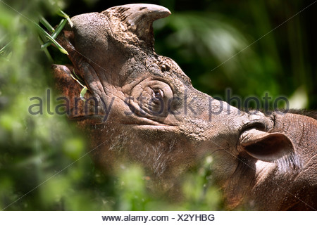 Two-horned rhinoceros (Dicerorhinus sumatrensis Stock Photo: 130733527 ...