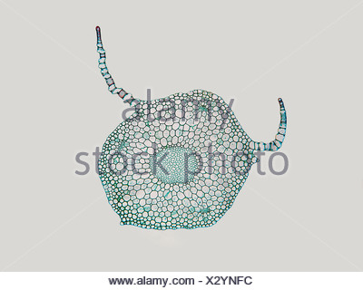 Moss stem cross section magnification 100x Stock Photo - Alamy