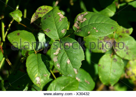 Damage caused by rose slug sawfly Endelomyia aethiops larvae on rose ...