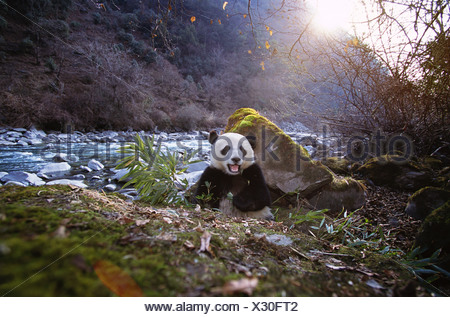 Giant panda beside the river Sichuan China Stock Photo - Alamy