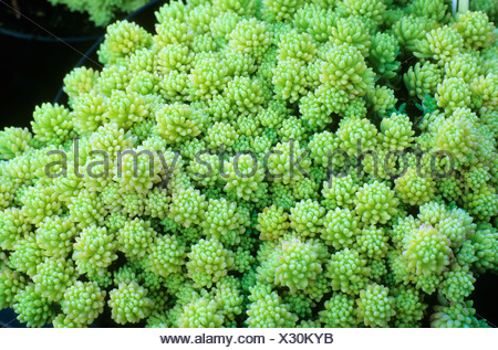 Sedum hispanicum var minus Aureum Alpine plant stonecrop sedums Stock ...