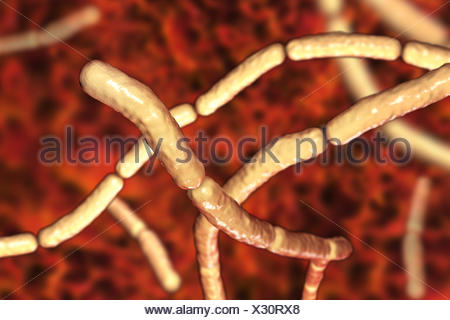 Hay bacillus. Computer illustration of Bacillus subtilis bacteria Stock ...