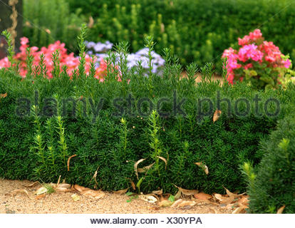 Japanese yew, pyramidal yew (Taxus cuspidata), as hedge Stock Photo - Alamy