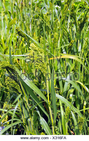 Proso millet / broomcorn millet / common millet / broomtail millet ...