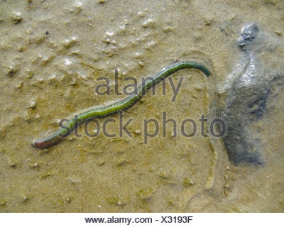 ragworm, sandworm, clam worm, king ragworm (Nereis virens, Neanthes ...