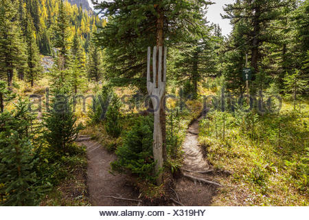 fork in a forest path Stock Photo: 137321379 - Alamy
