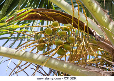 coconut palm (Cocos nucifera), inflorescence, Costa Rica, Pazifikkueste ...