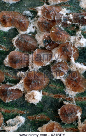 Pulvinaria regalis. Horse chestnut scale insects on Sycamore tree Stock ...