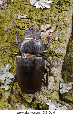 Stag Beetle (Lucanus cervus) female pupa uncovered from soil around old ...