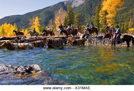 Cowboys moving cattle herd through a waterway Stock Photo: 27711515 - Alamy