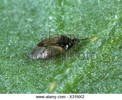 Predatory flower bug Orius majusculus feeding on western flower thrip ...
