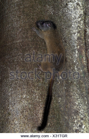 Yellow-crowned brush-tailed rat, Isothrix bistriata Stock Photo - Alamy
