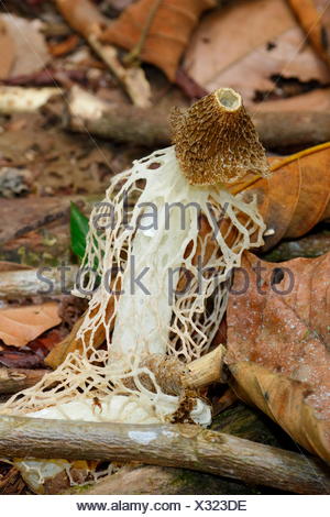Phallus indusiatus or veiled lady mushroom Stock Photo: 94088313 - Alamy