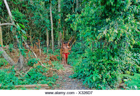 Venezuela South America Yanomami Ironavi Tribe Indios Hunter Bow Stock ...
