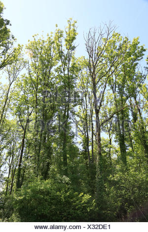 Ash die, Fraxinus, Chalara fraxinea Stock Photo: 127451424 - Alamy