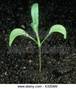 Cornflower (Centaurea cyanus) seedling with cotyledons leaves only ...